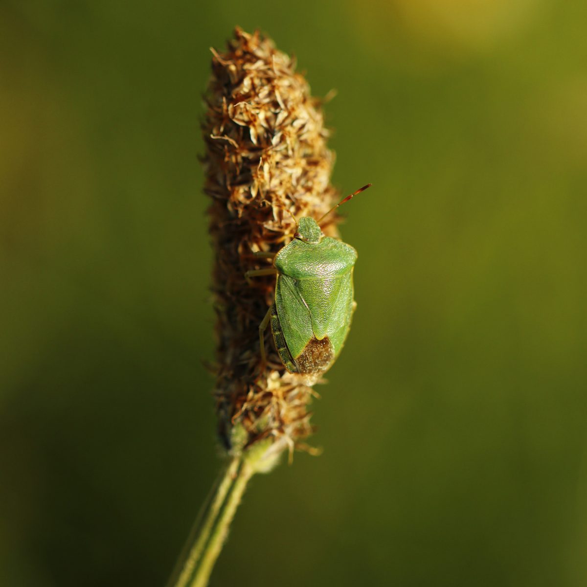 Green Shield Bug - My Wild Ireland