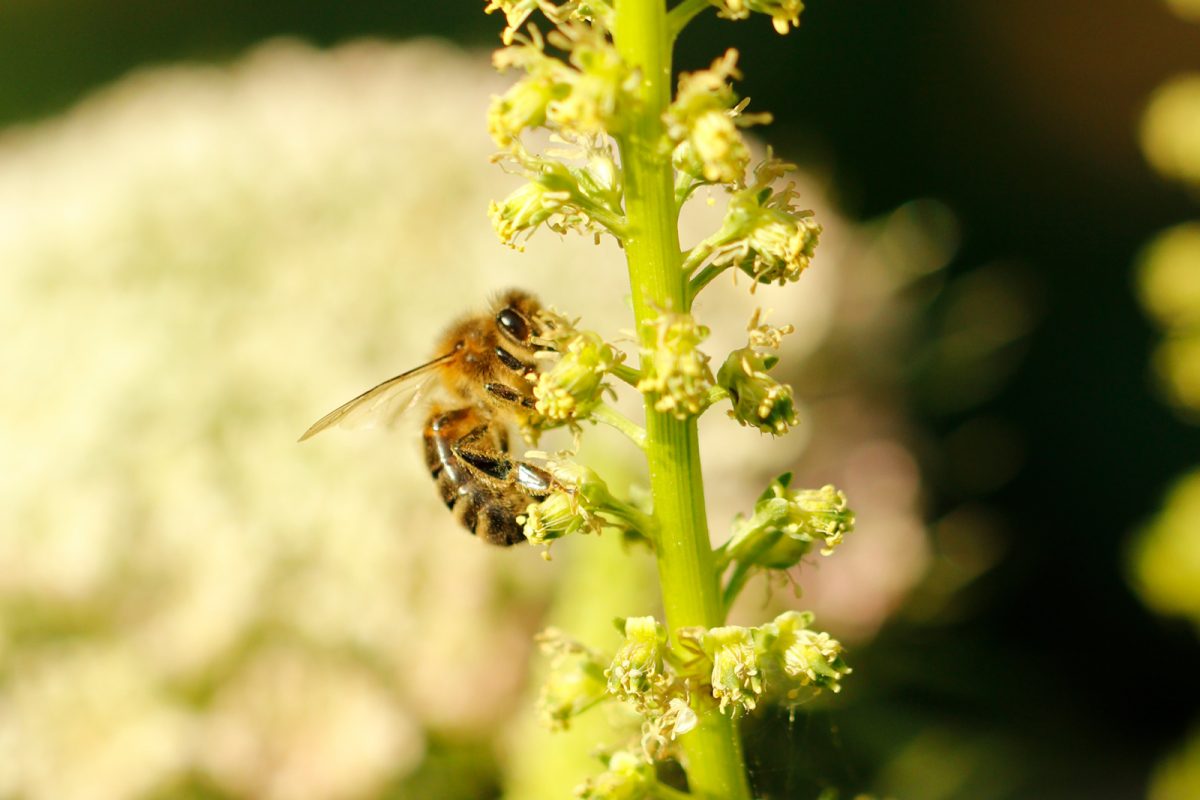 Apis mellifera - My Wild Ireland