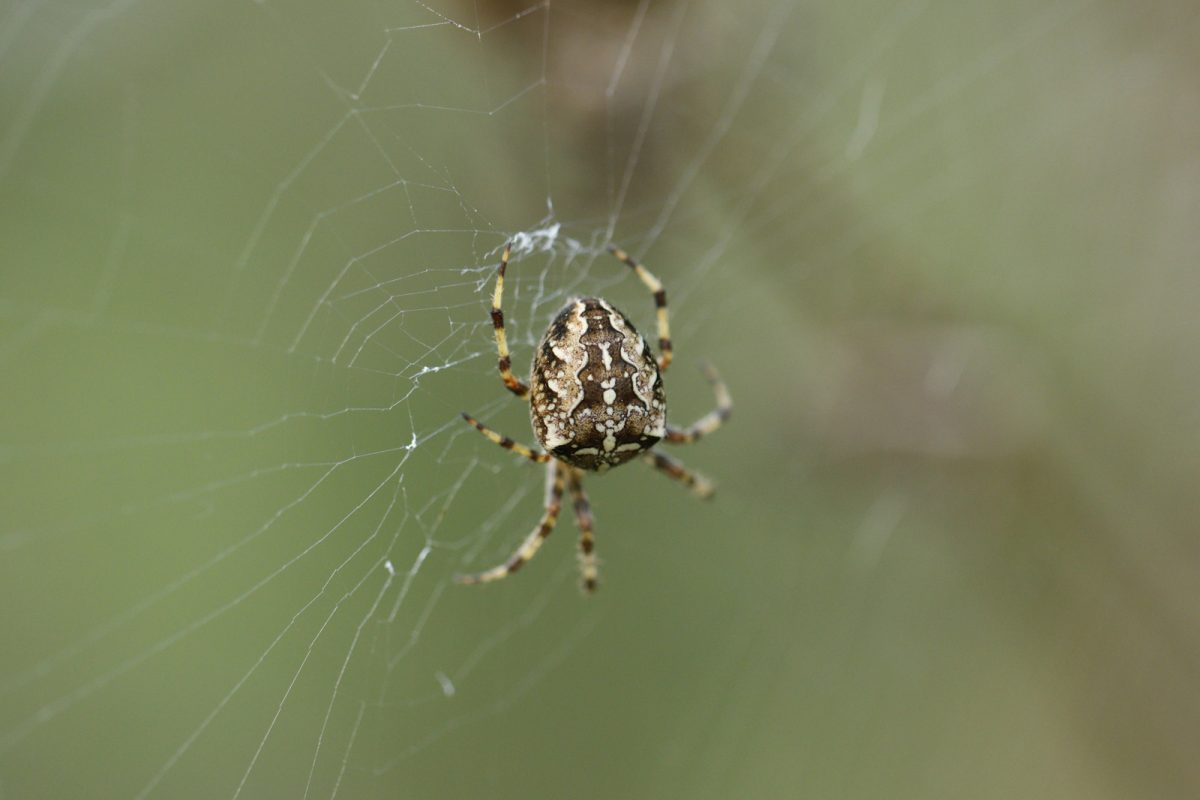 Spiders Archives - My Wild Ireland
