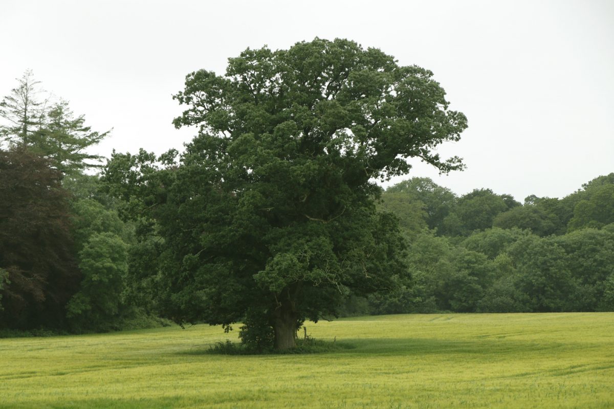 Pendunculate Oak Tree - My Wild Ireland