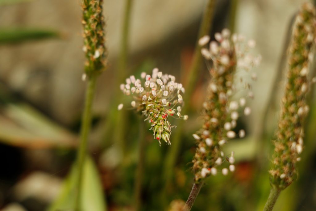 Coastal Flora Archives - My Wild Ireland
