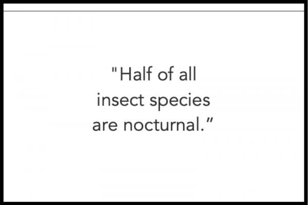 The Devastating Role of Light Pollution In The ‘Insect Apocalypse’ - My ...